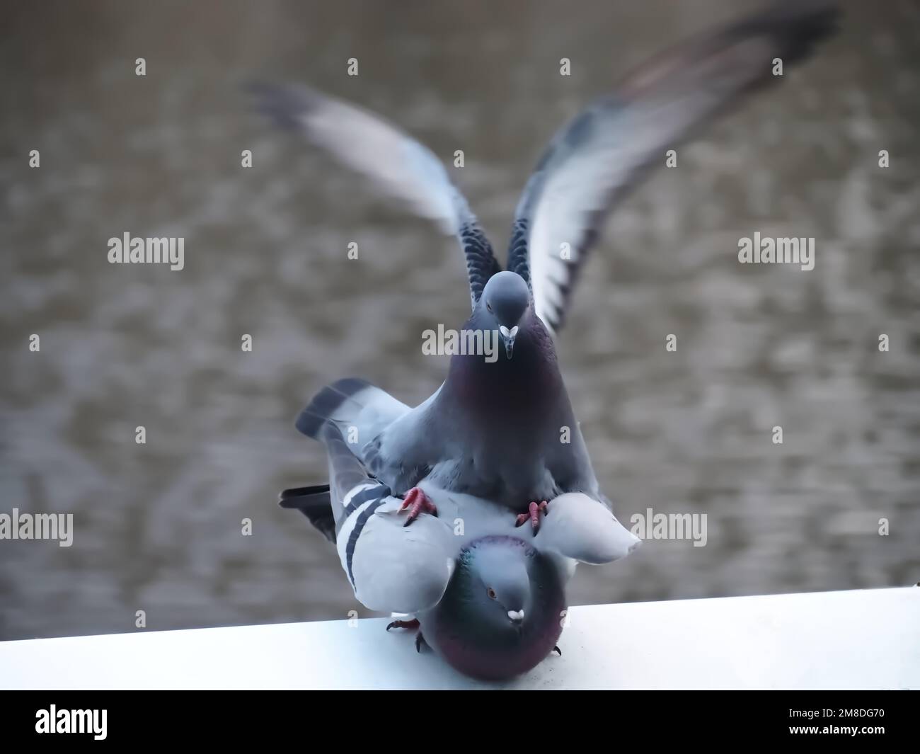 City pigeons mating or making love Stock Photo - Alamy