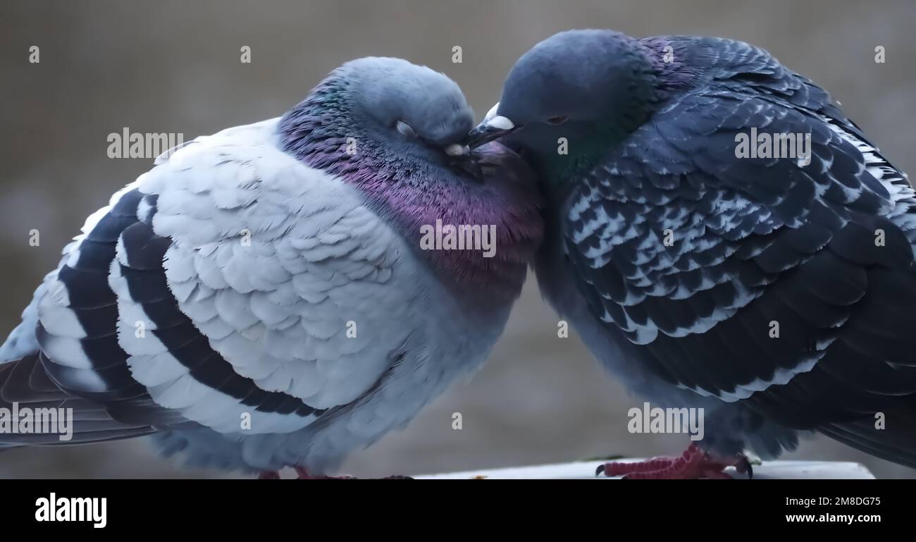 Feral pigeons mating hi-res stock photography and images - Alamy