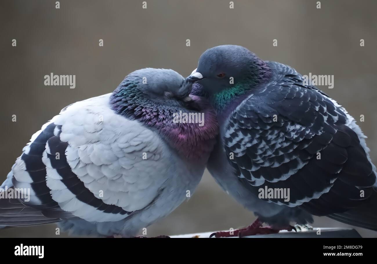 Feral pigeons mating hi-res stock photography and images - Alamy