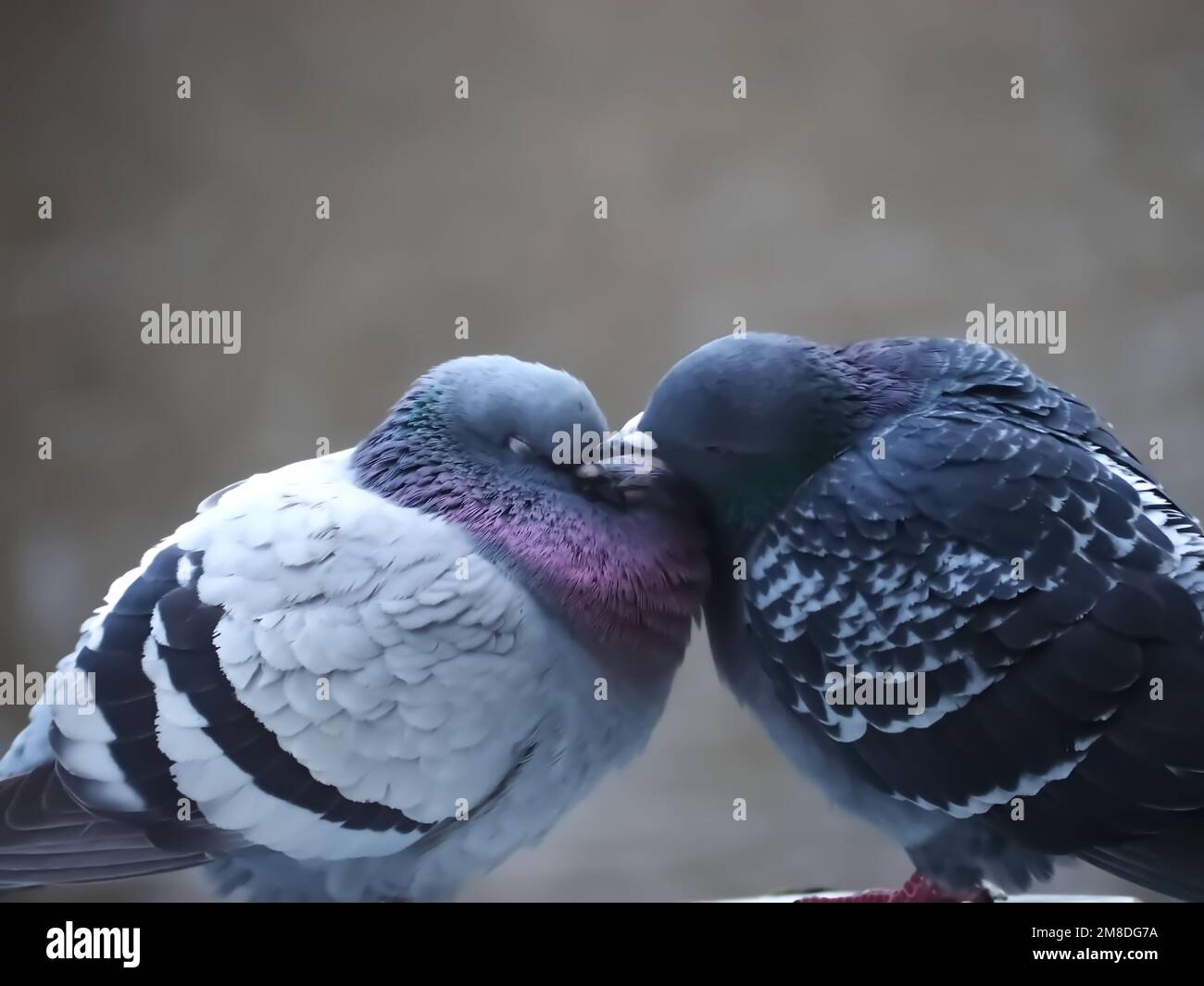 Animals making love hi-res stock photography and images - Alamy