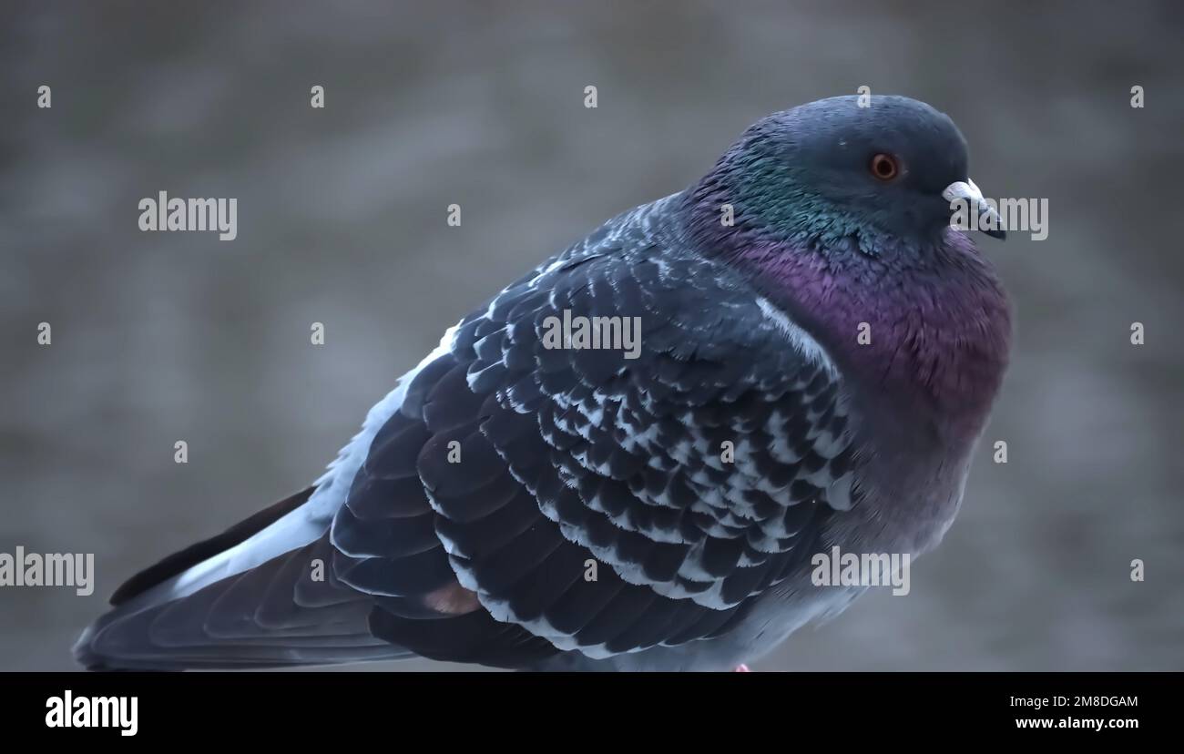 portrait of a single City pigeon Stock Photo - Alamy