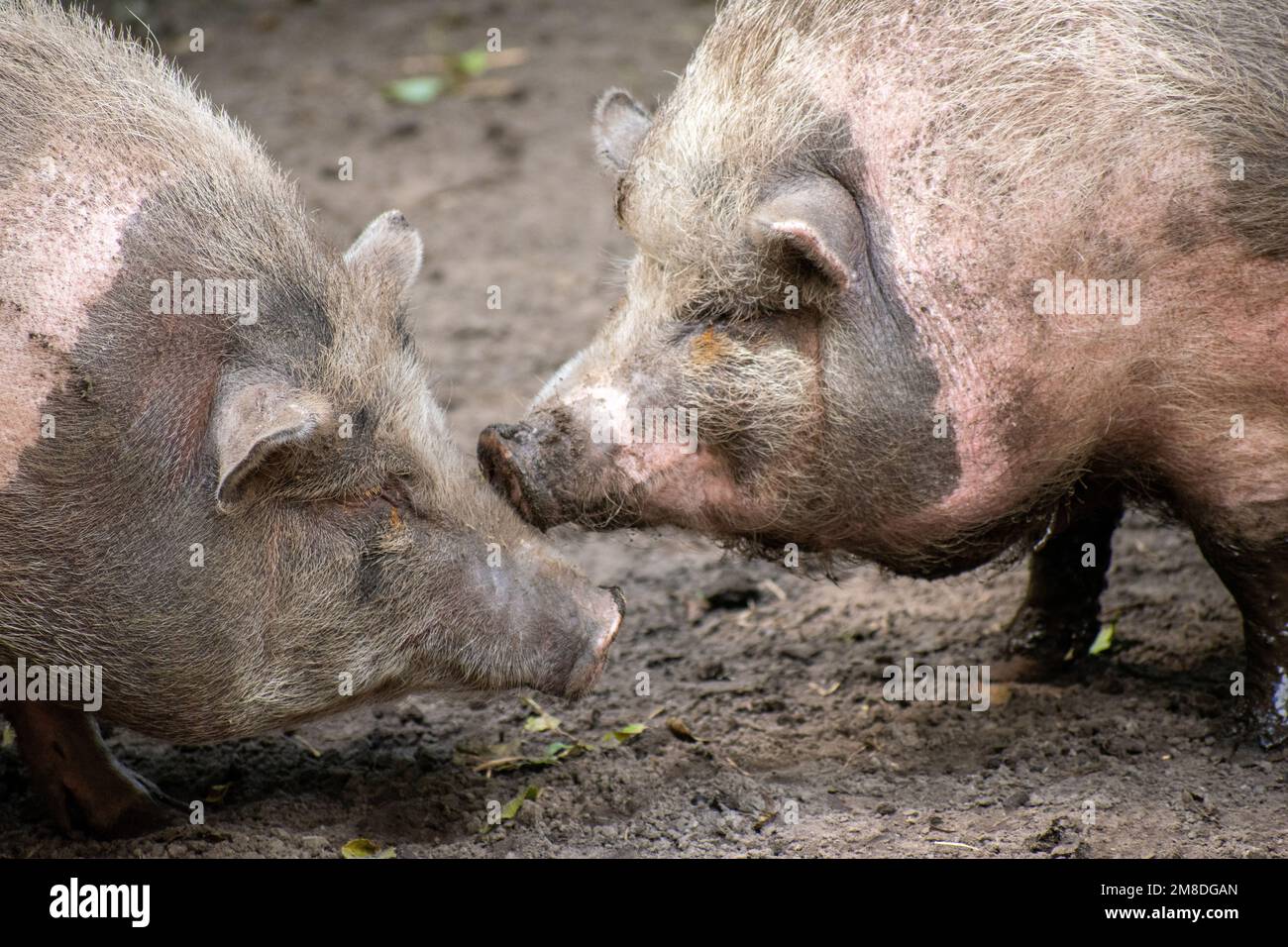 Against wild boars hi-res stock photography and images - Alamy
