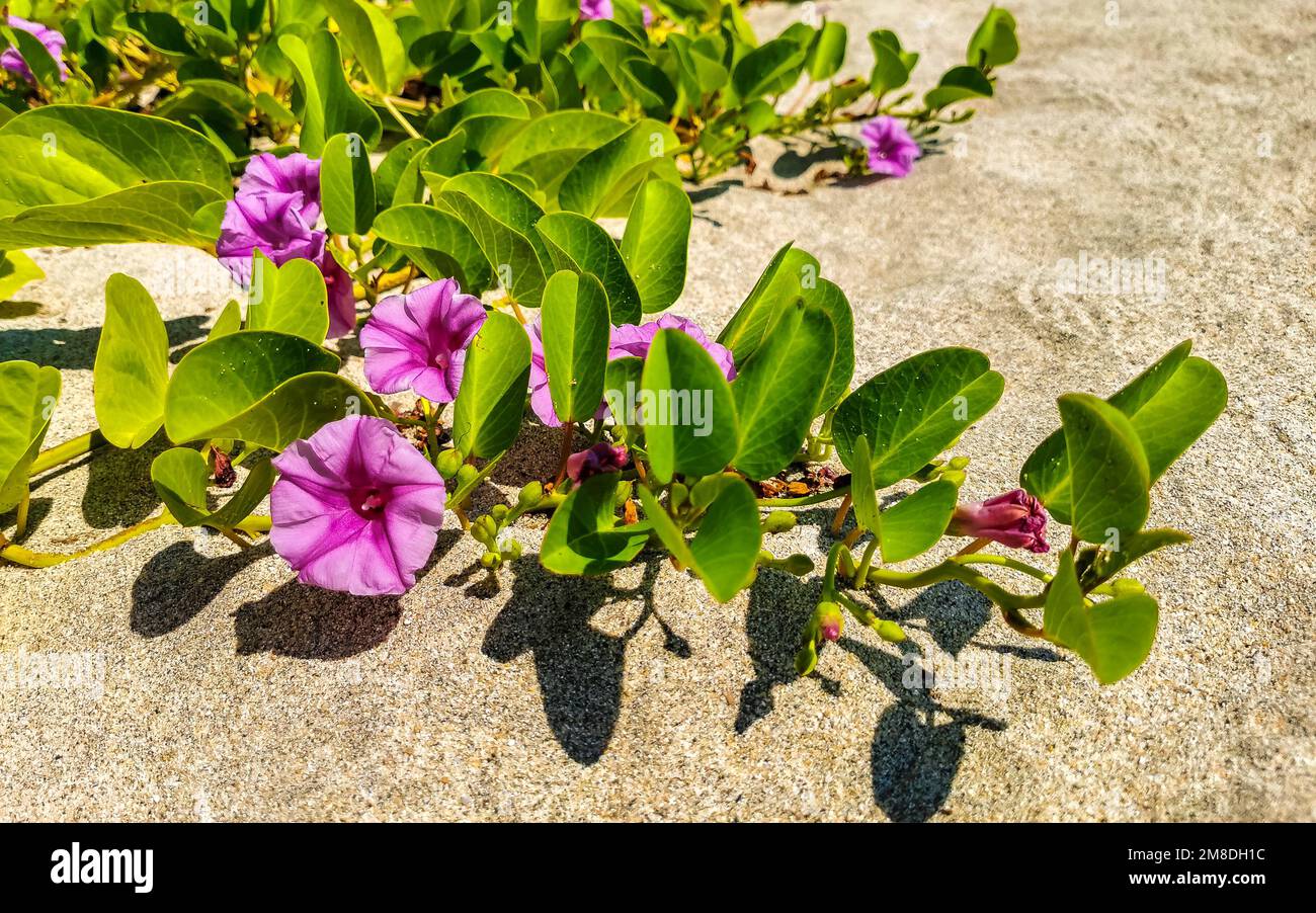 Beautiful pink violet purple morning glory or Goat's foot Ipomoea pes ...