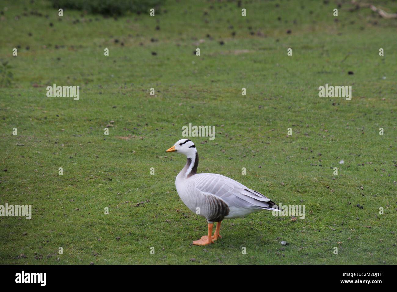 Indian avifauna hi-res stock photography and images - Alamy