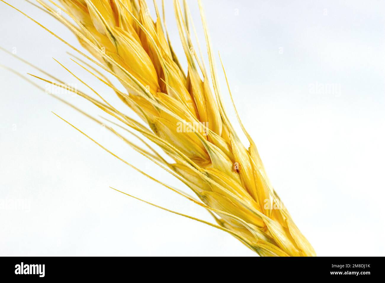 Bright yellow wheat stem with grains on white background close up Stock ...
