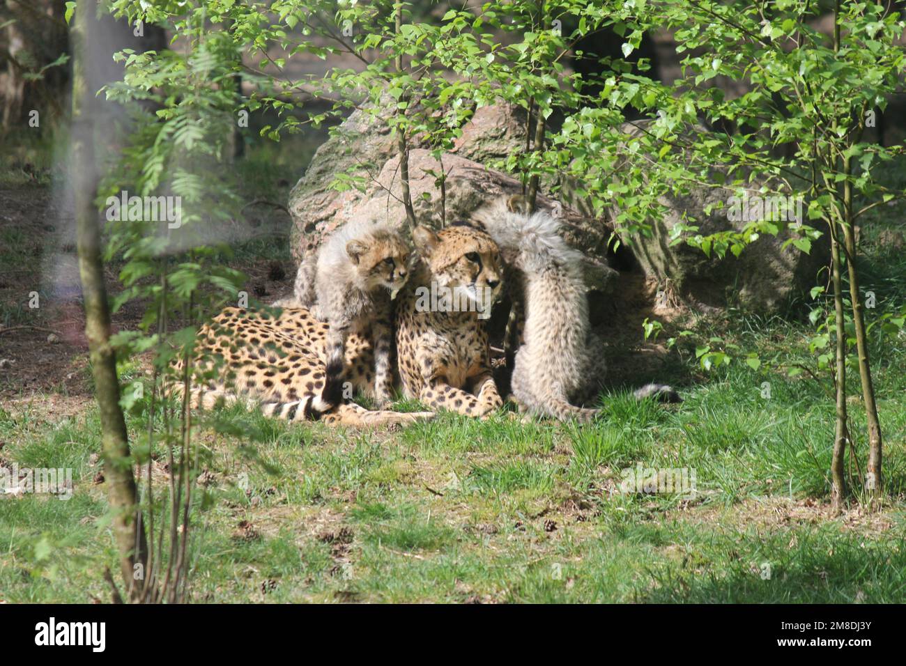 a cheetah is lying with its young little cute cubs in a green field in ...