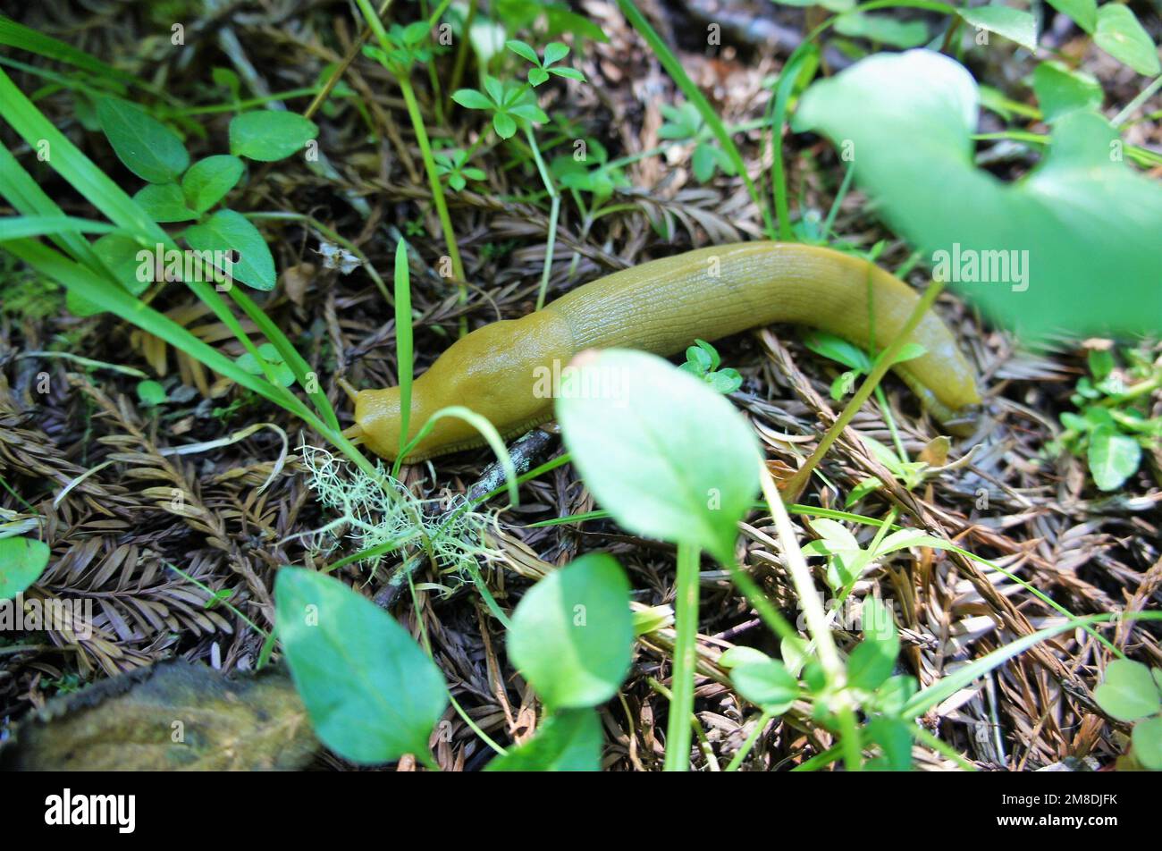Banana slug california hi-res stock photography and images - Alamy