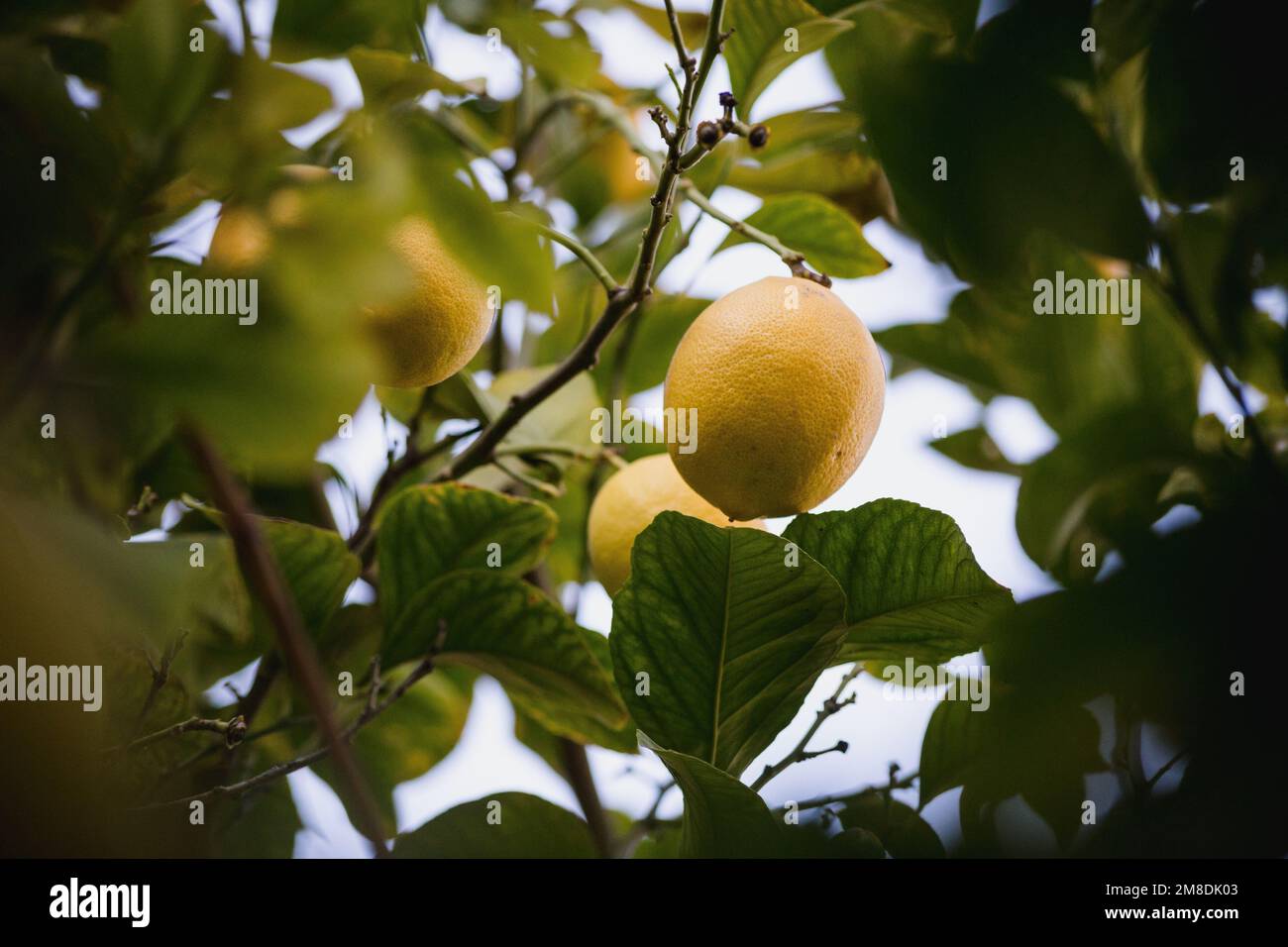 Lemons and tree Stock Photo - Alamy