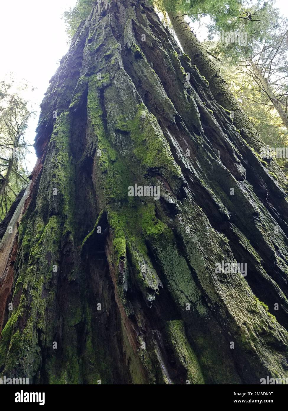 Spiral Trunk of a Redwood Stock Photo - Alamy