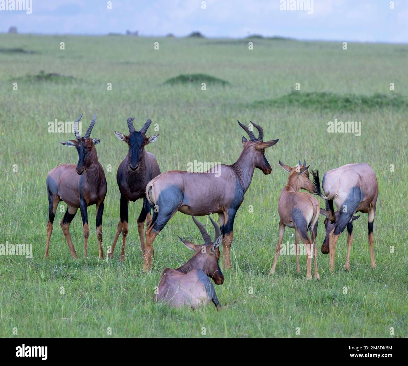 Topi park hi-res stock photography and images - Alamy