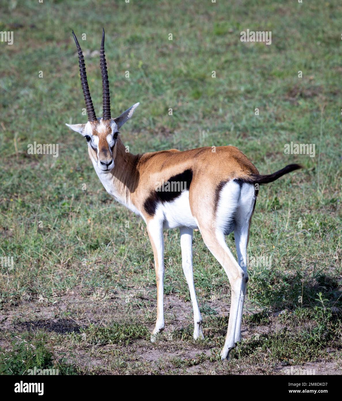 Thomson's gazelle (Eudorcas thomsonii), Masai Mara, Kenya, Africa Stock ...