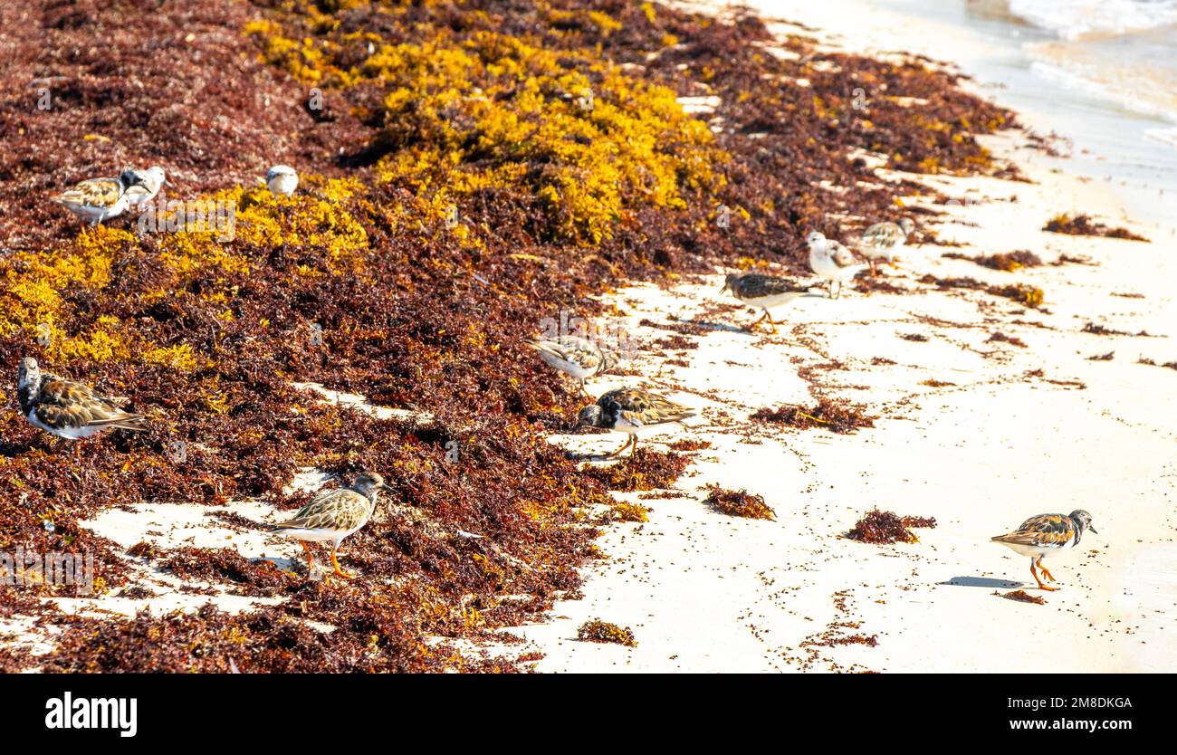 Sandpiper snipe sandpipers male female bird birds eating disgusting ...