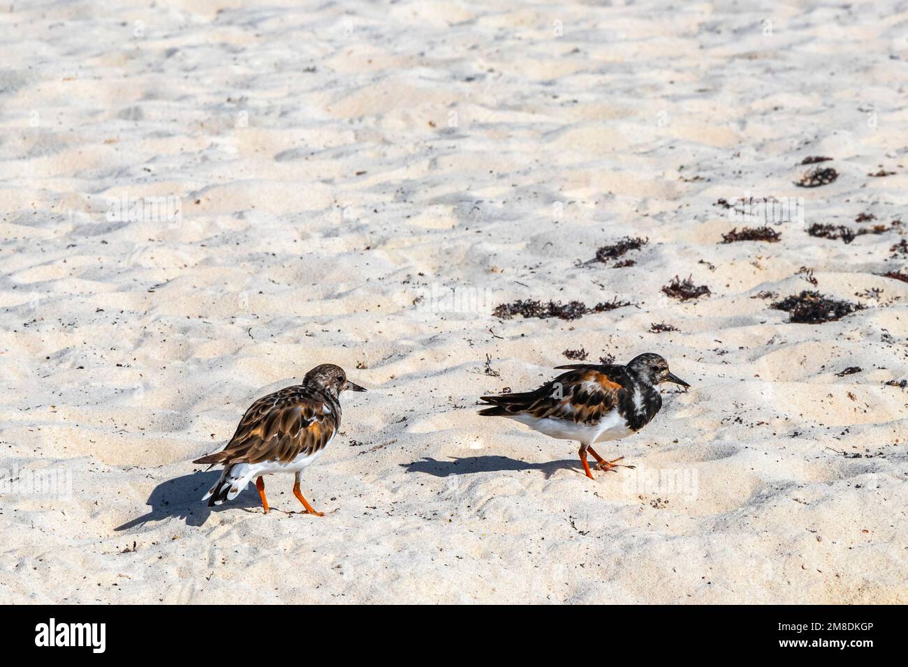 Sandpiper snipe sandpipers male female bird birds eating disgusting ...