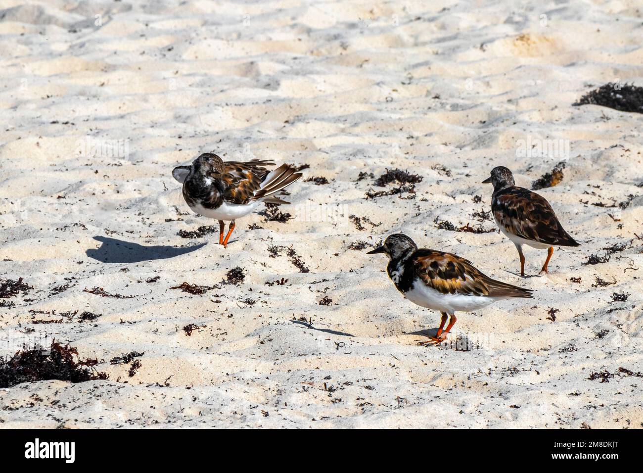 Sandpiper snipe sandpipers male female bird birds eating disgusting ...