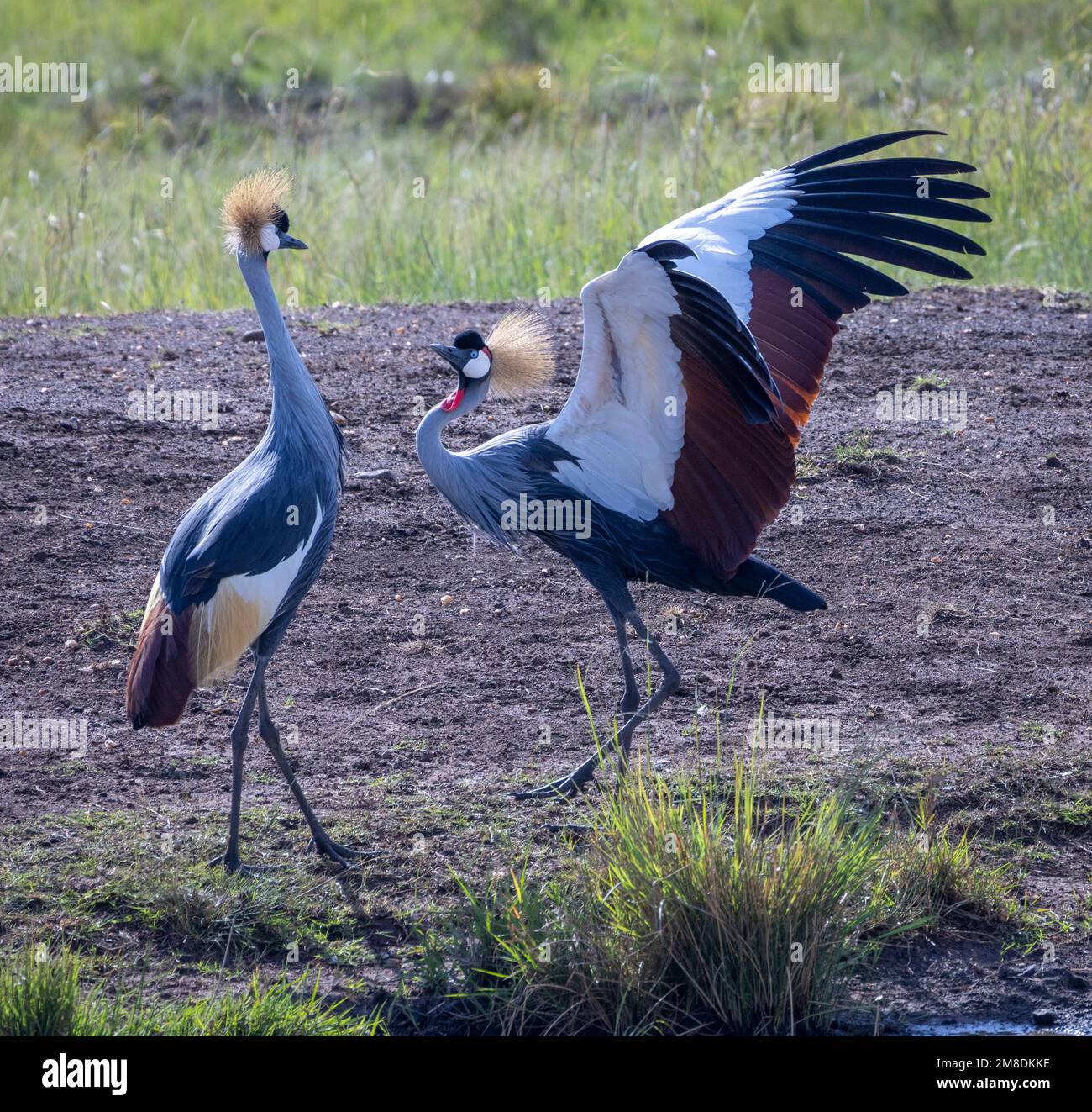 male grey crowned crane (Balearica regulorum) courting a female, Masai ...