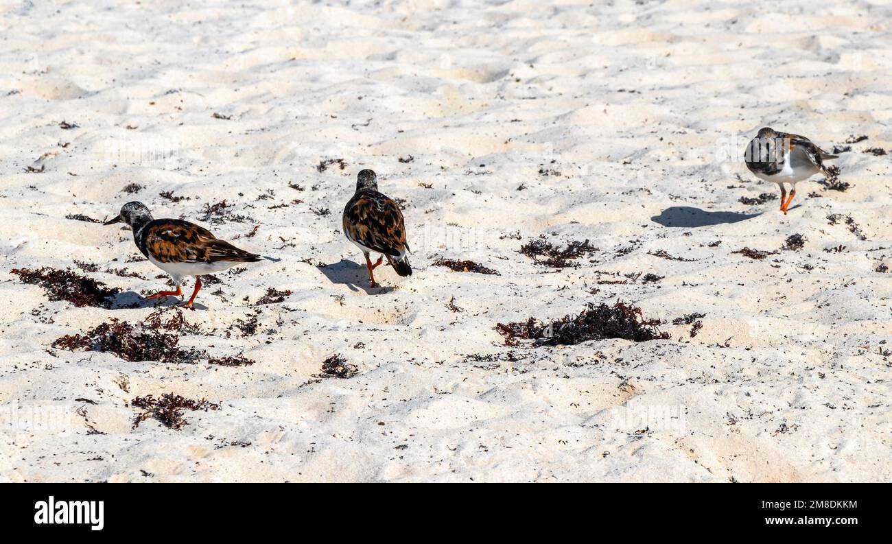 Sandpiper snipe sandpipers male female bird birds eating disgusting ...