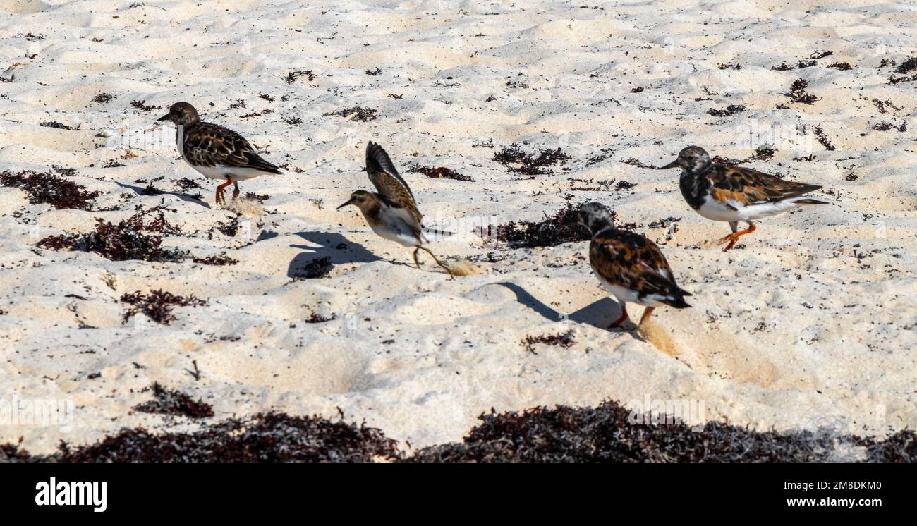 Sandpiper snipe sandpipers male female bird birds eating disgusting ...