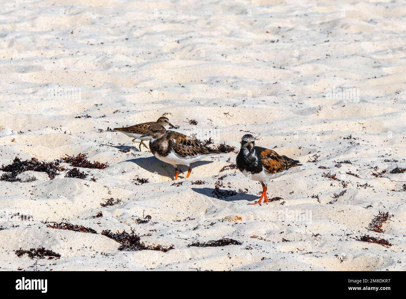 Sandpiper snipe sandpipers male female bird birds eating disgusting ...