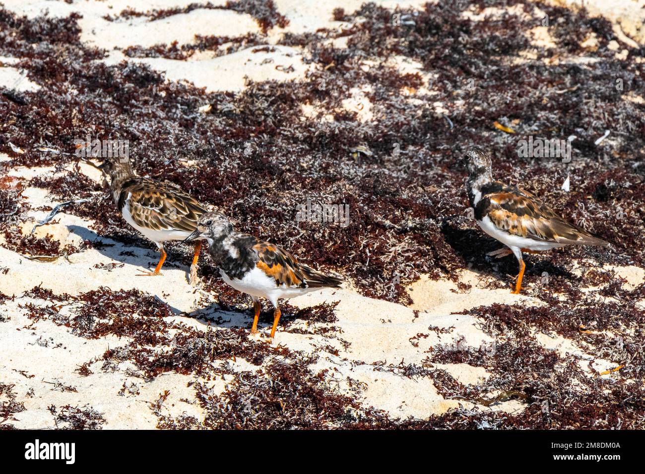 Sandpiper snipe sandpipers male female bird birds eating disgusting ...