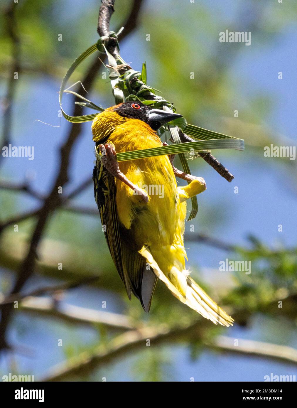 Speke's weaver (Ploceus spekei) beginning to weave a nest, Masai Mara ...