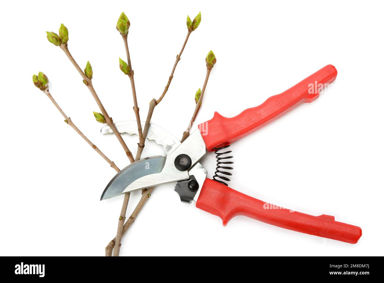 Garden shears and tree twig isolated on white background. Spring pruning Stock Photo - Alamy