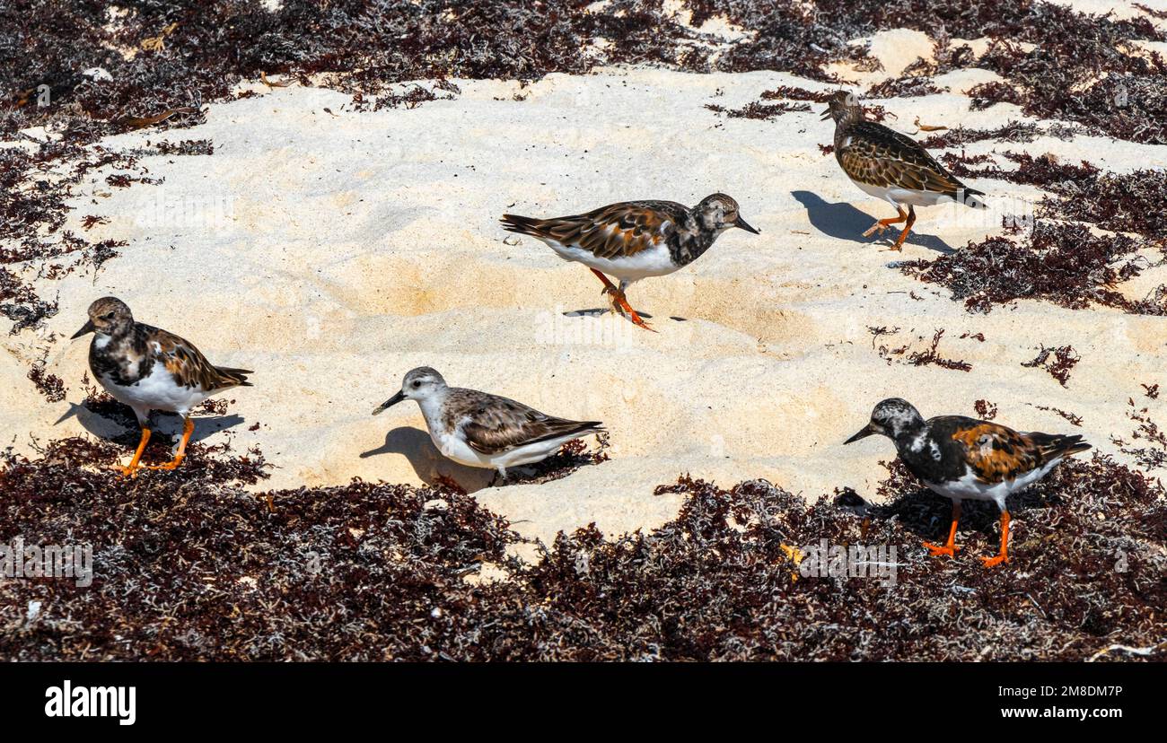 Sandpiper snipe sandpipers male female bird birds eating disgusting ...