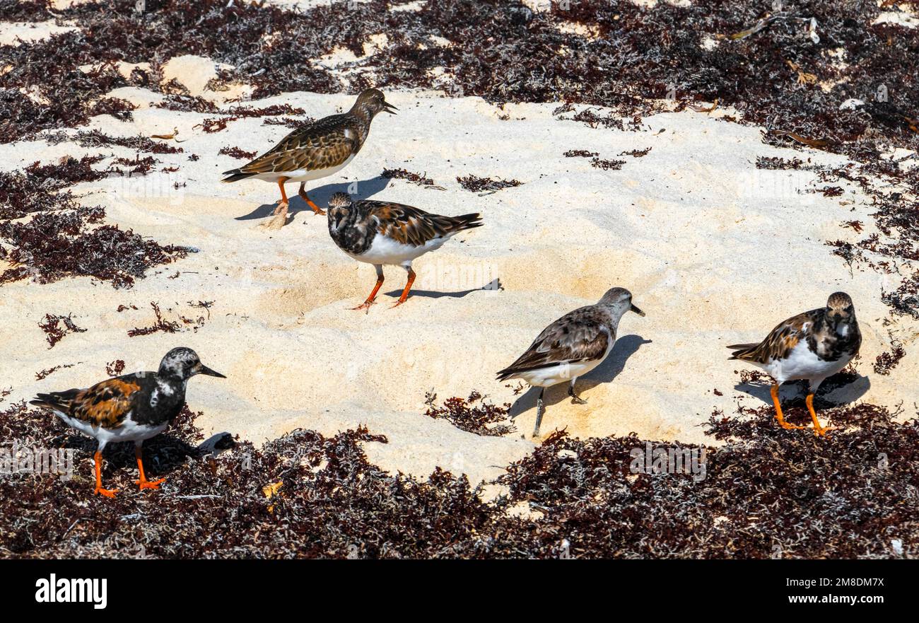 Sandpiper snipe sandpipers male female bird birds eating disgusting ...