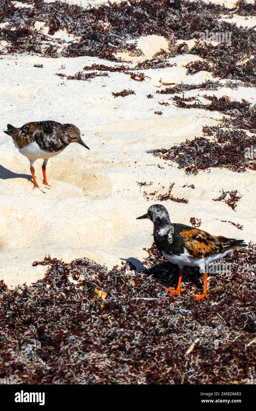 Sandpiper snipe sandpipers male female bird birds eating disgusting ...