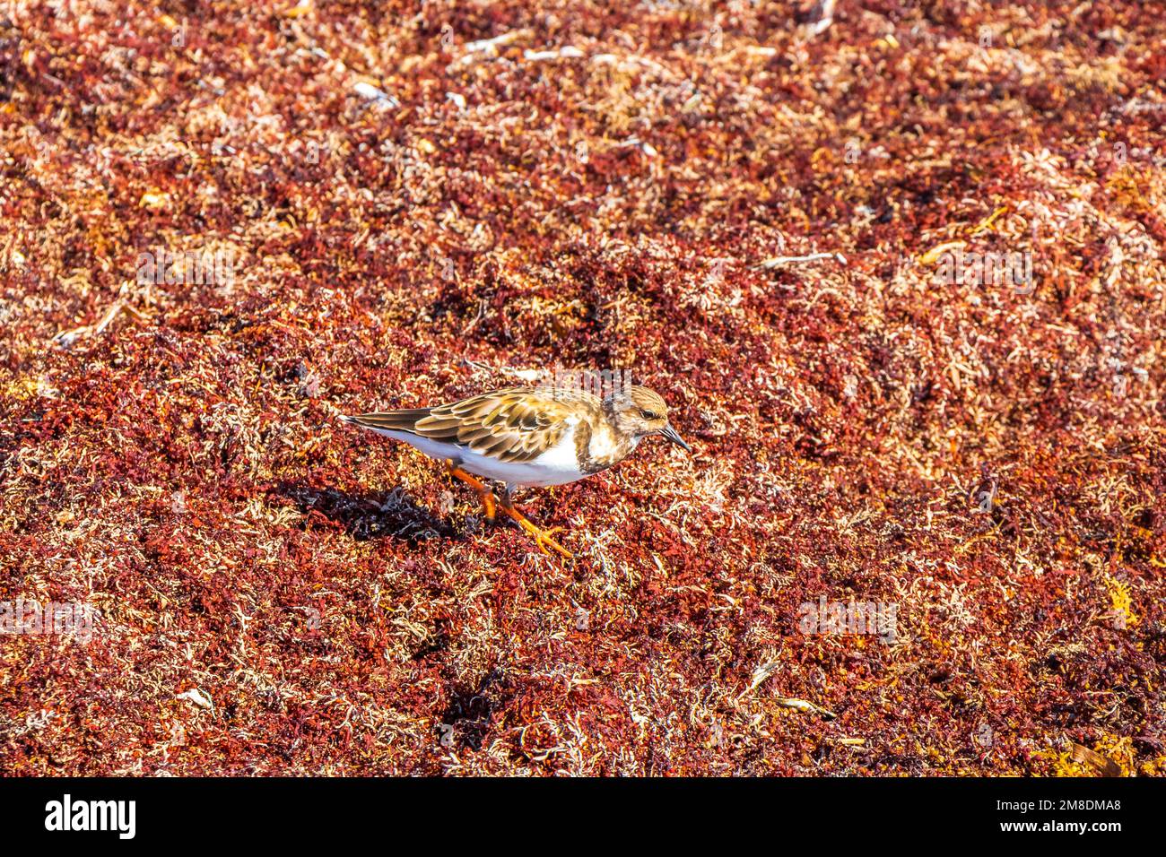 Sandpiper snipe sandpipers male female bird birds eating disgusting ...