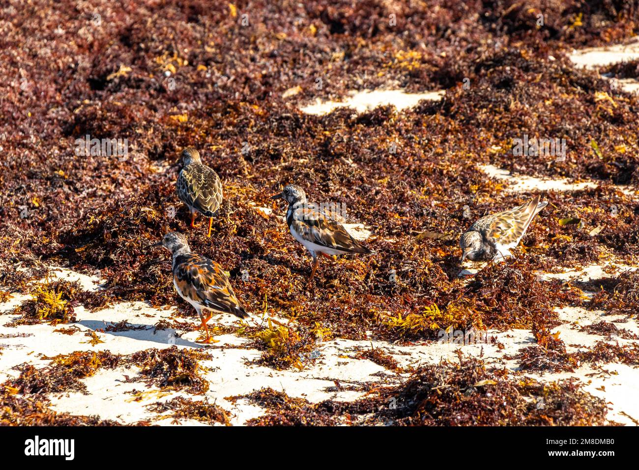 Sandpiper snipe sandpipers male female bird birds eating disgusting ...