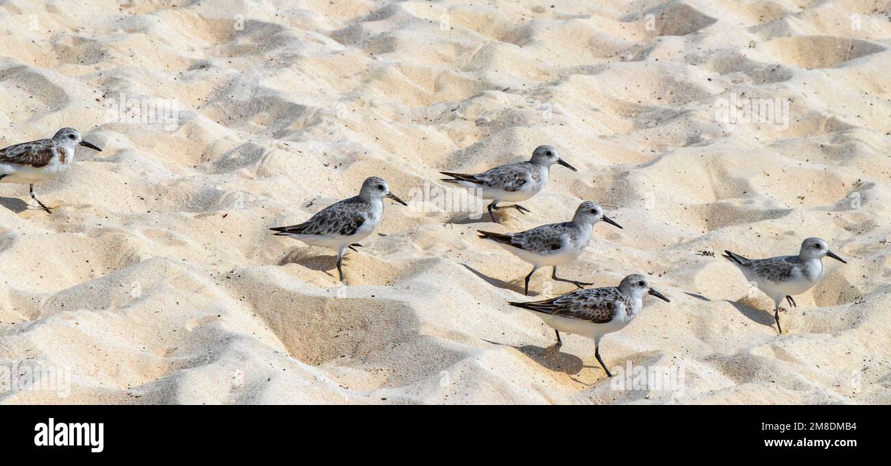 Sandpiper snipe sandpipers male female bird birds eating disgusting ...
