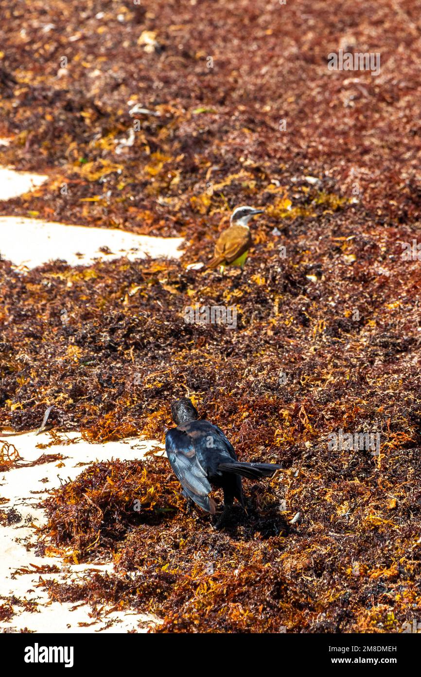 Great Kiskadee yellow brown male female and Great-Tailed Grackle bird ...