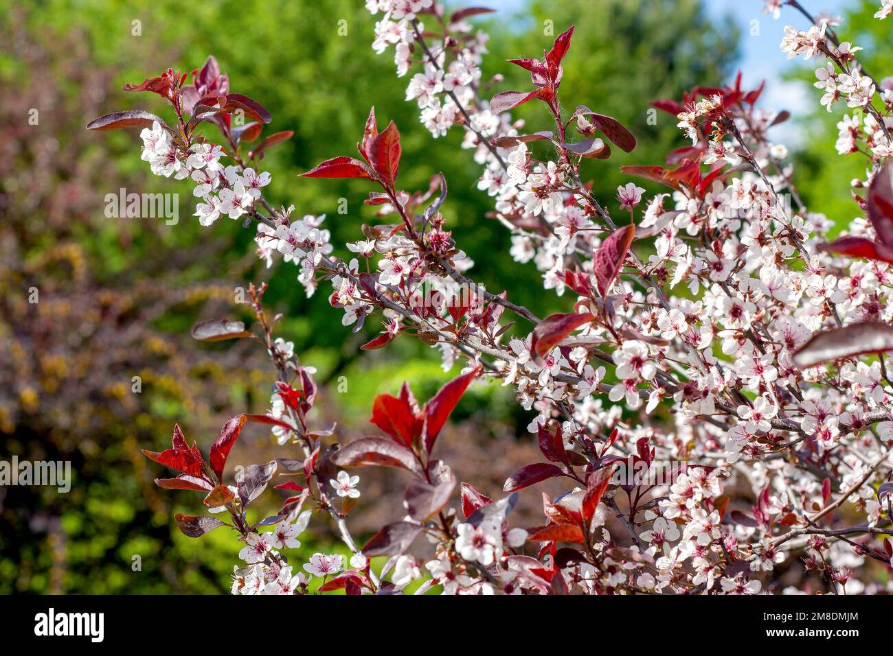 Flowering ornamental purple-leaf plum Hollywood with white flowers in ...