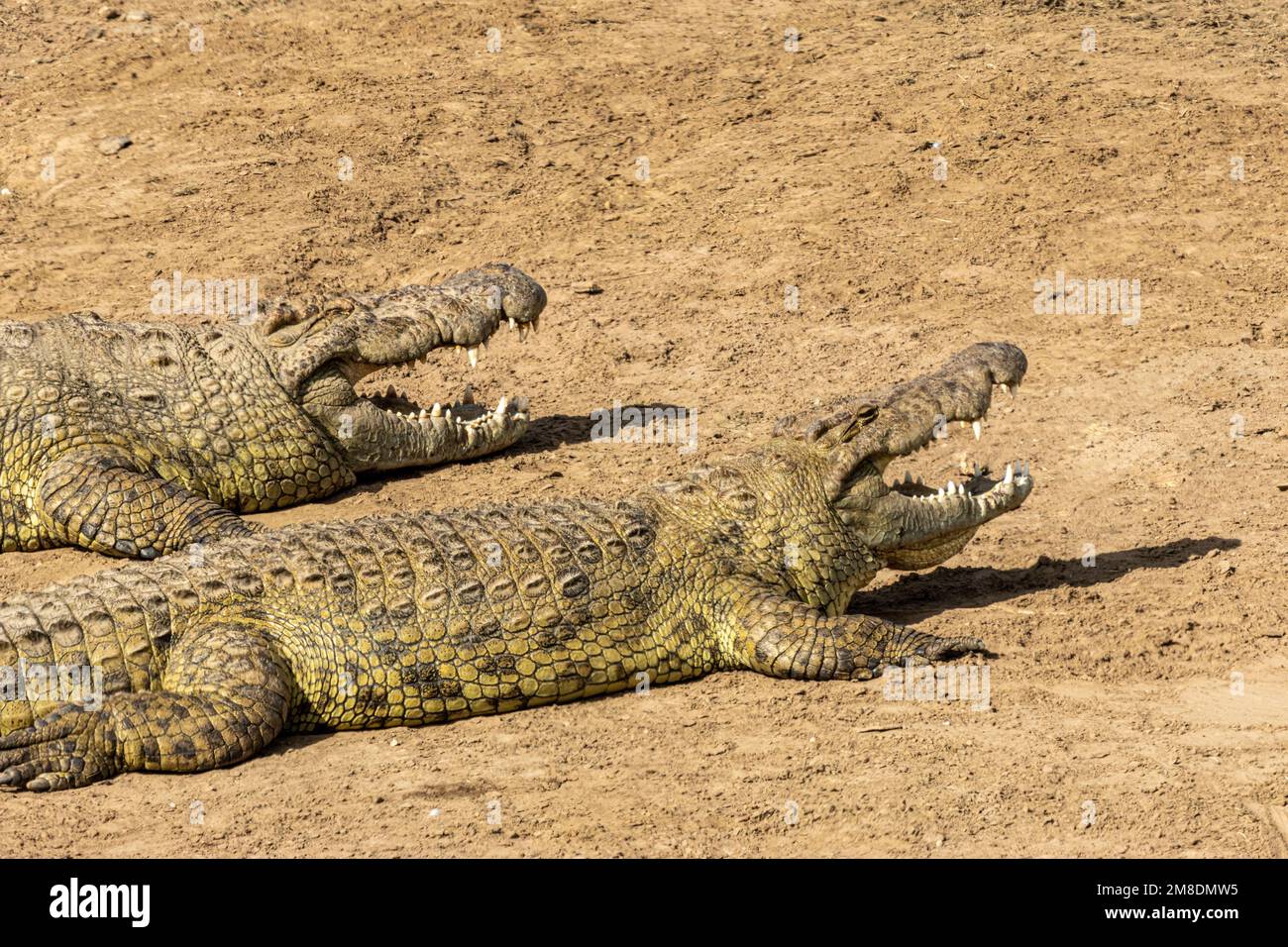 Nile crocodiles, Crocodylus niloticus, Massai Mara, Kenya Stock Photo ...
