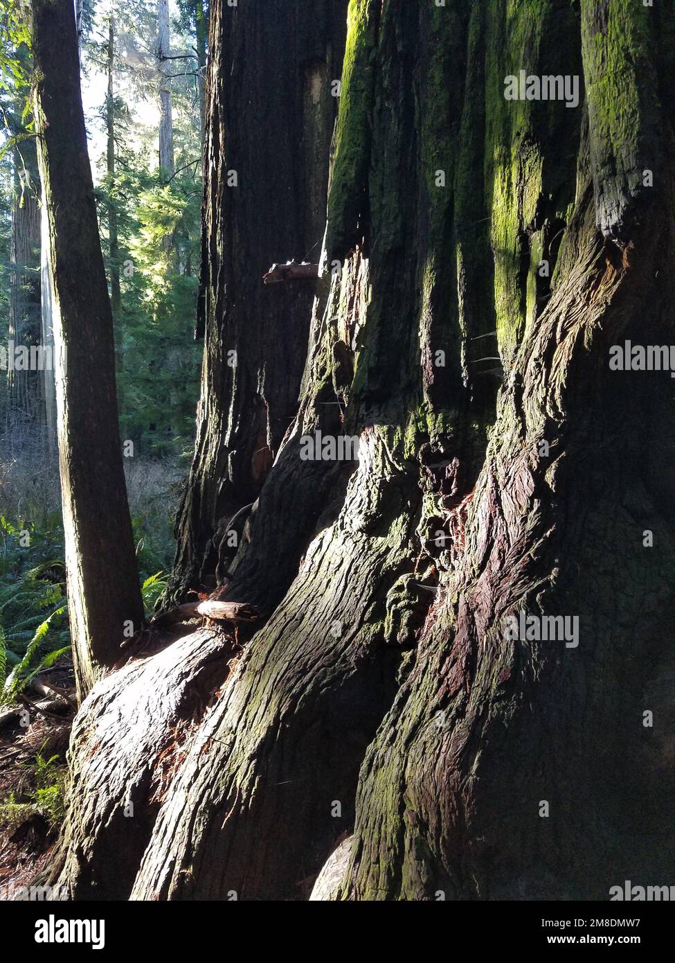 Thick base of a redwood trunk Stock Photo - Alamy