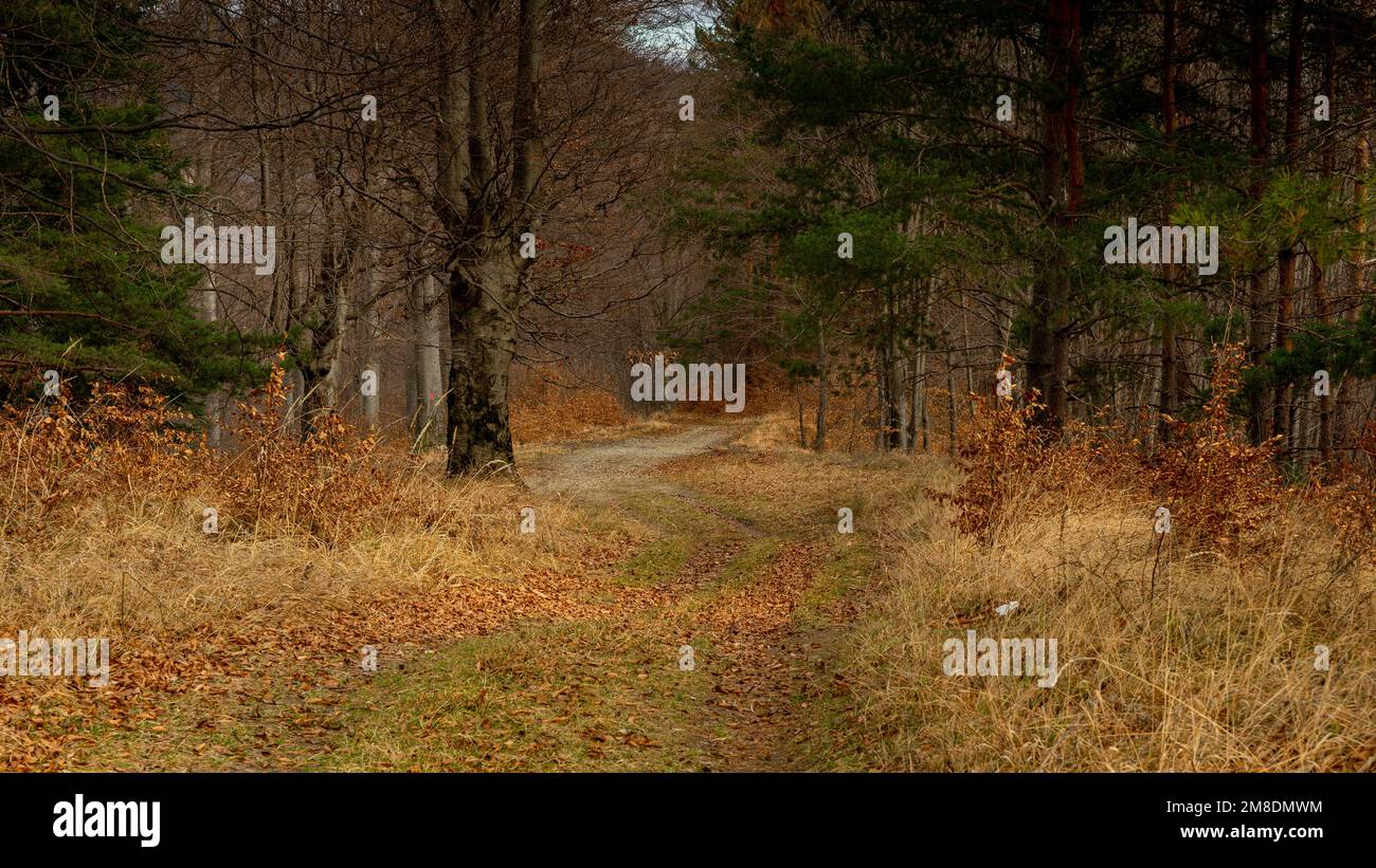 Peace forest hi-res stock photography and images - Alamy