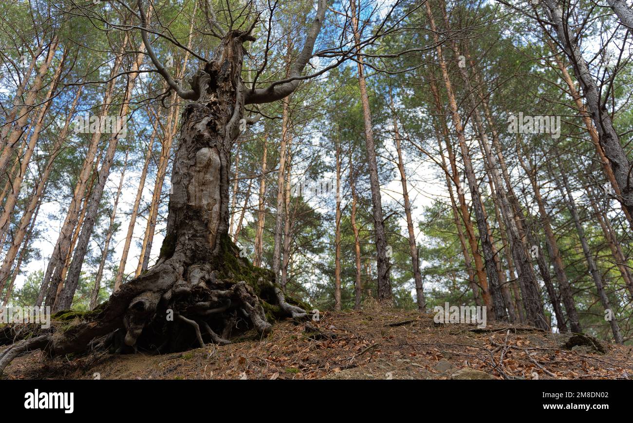 Ent tree hi-res stock photography and images - Alamy