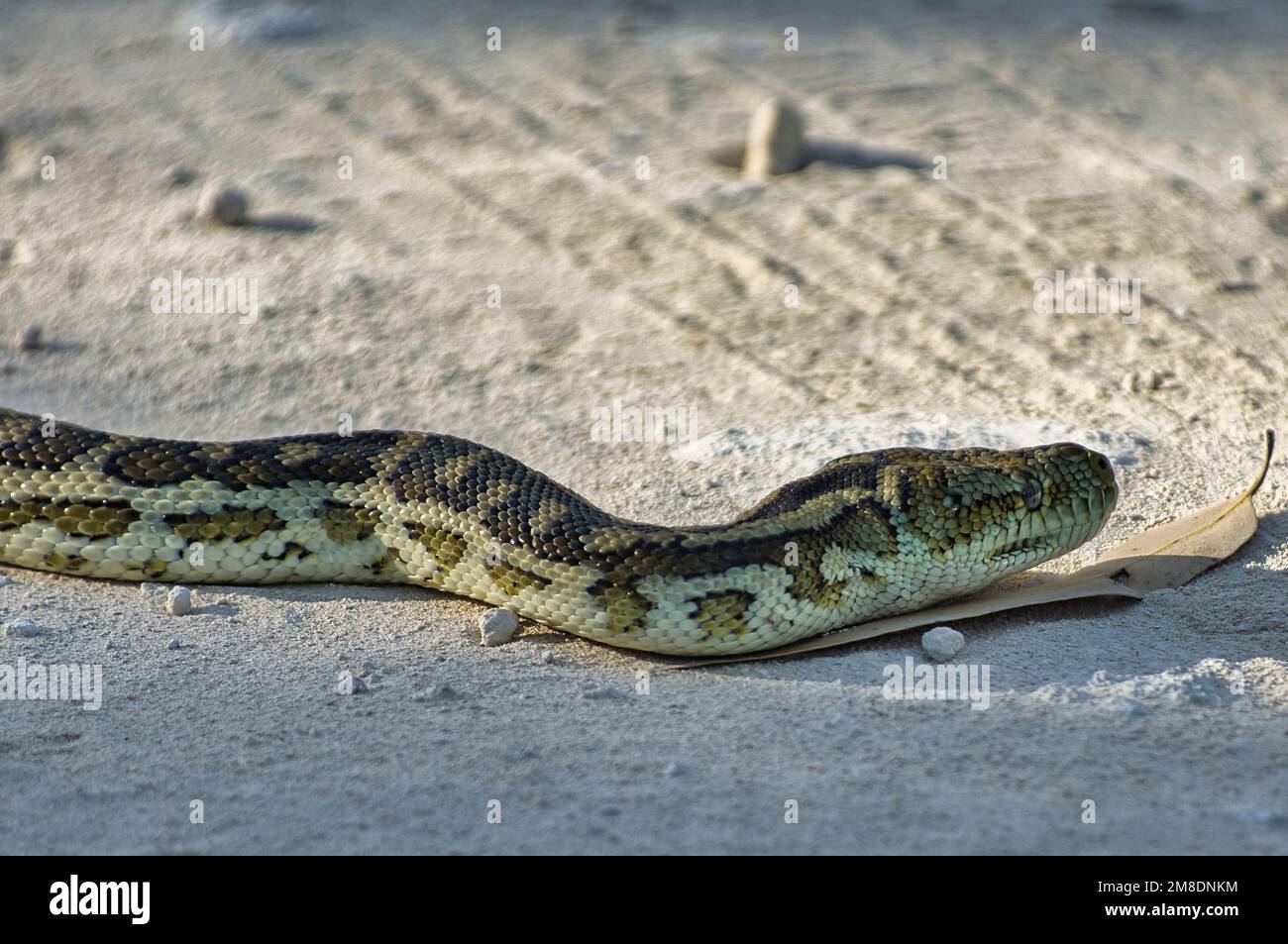 Morelia spilota hi-res stock photography and images - Alamy