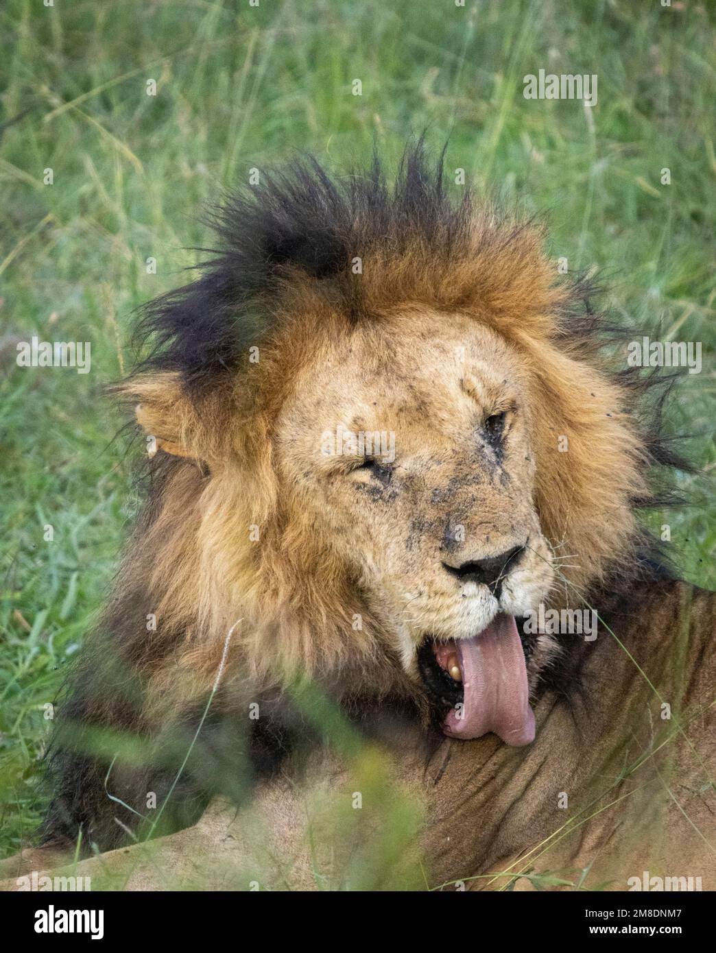 lion licking itself, Masai Mara National Park, Kenya Stock Photo - Alamy