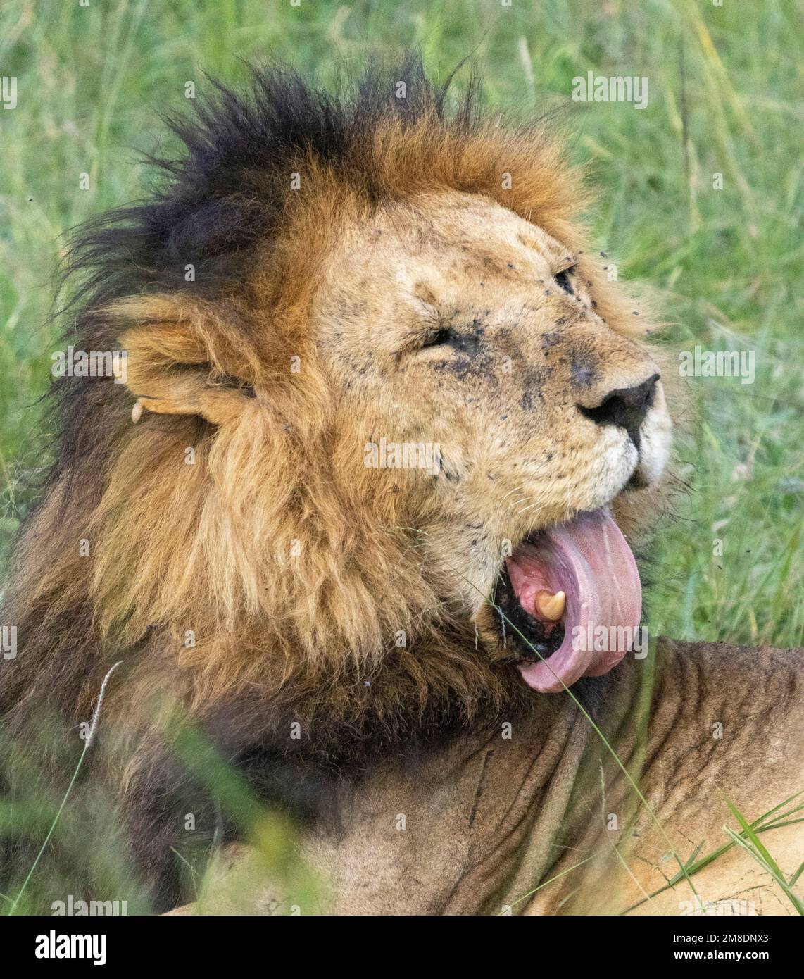 lion licking itself, Masai Mara National Park, Kenya Stock Photo - Alamy
