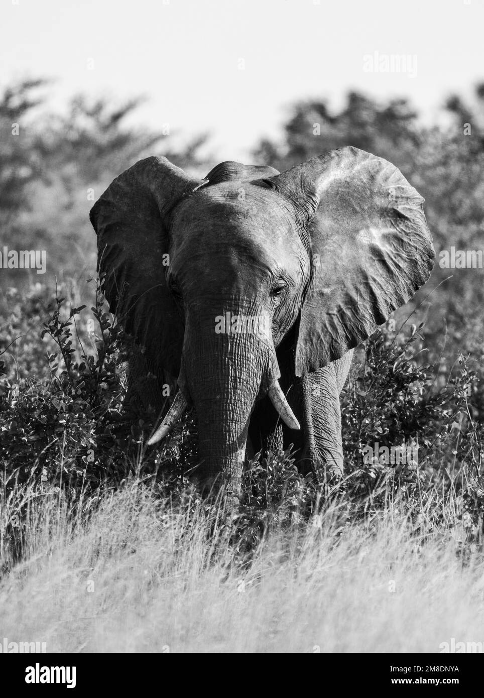 A grayscale of the big African elephant (Loxodonta) in safari with ...