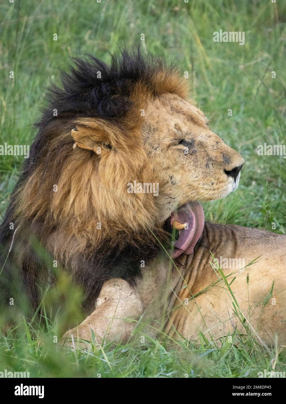 lion licking itself, Masai Mara National Park, Kenya Stock Photo - Alamy