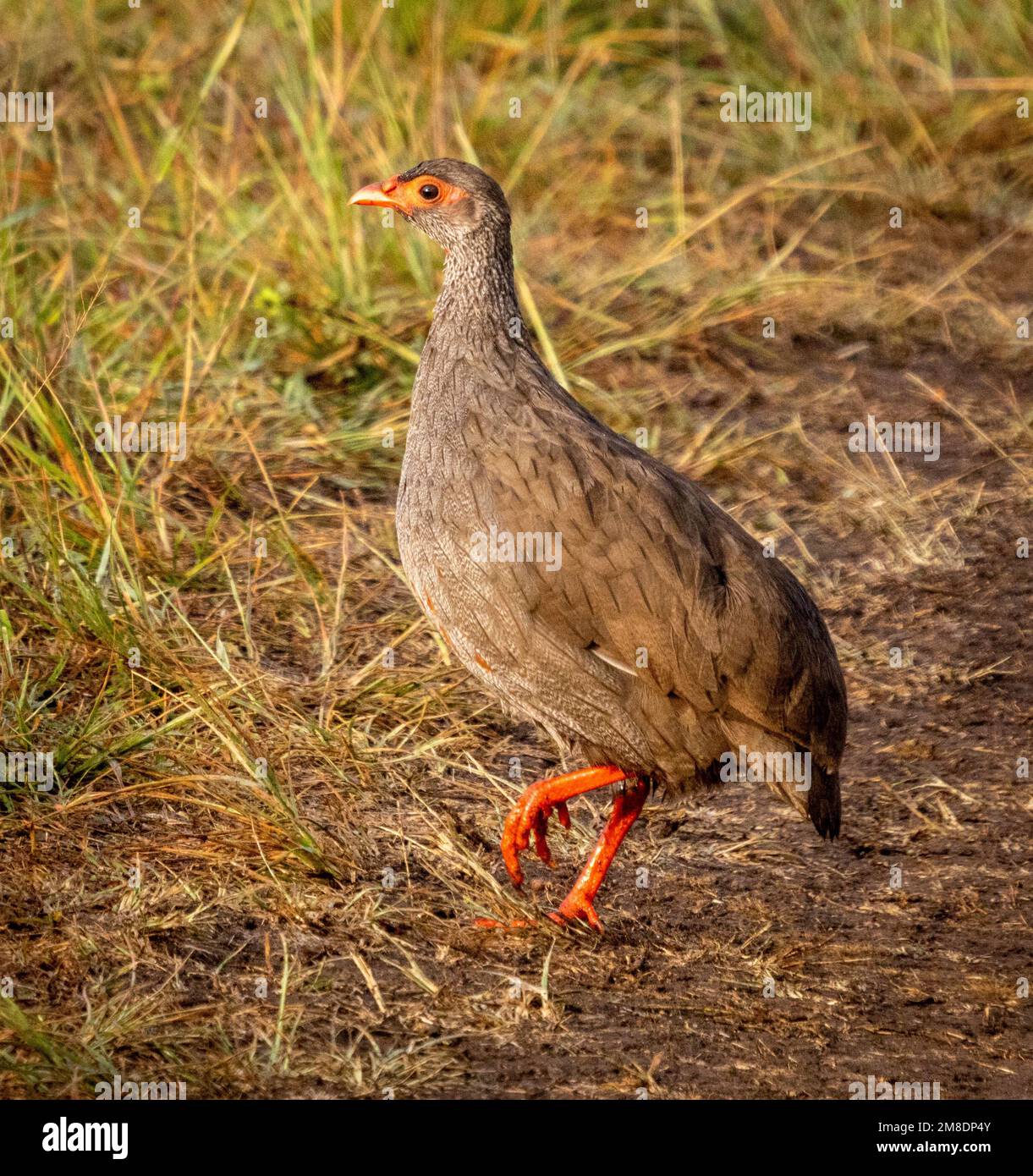 The red-necked spurfowl or red-necked francolin (Pternistis afer ...