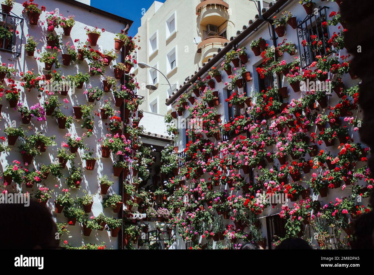 Cordoba wall plant hi-res stock photography and images - Alamy