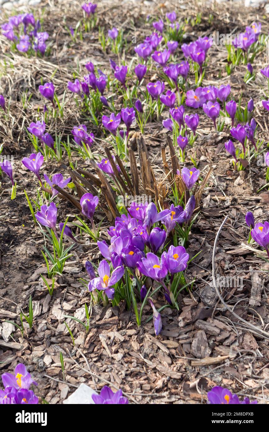 Lilac crocus flowers grow in the garden in spring day. The plant is ...