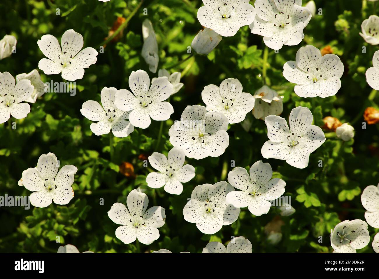 Nemophila snowstorm hi-res stock photography and images - Alamy