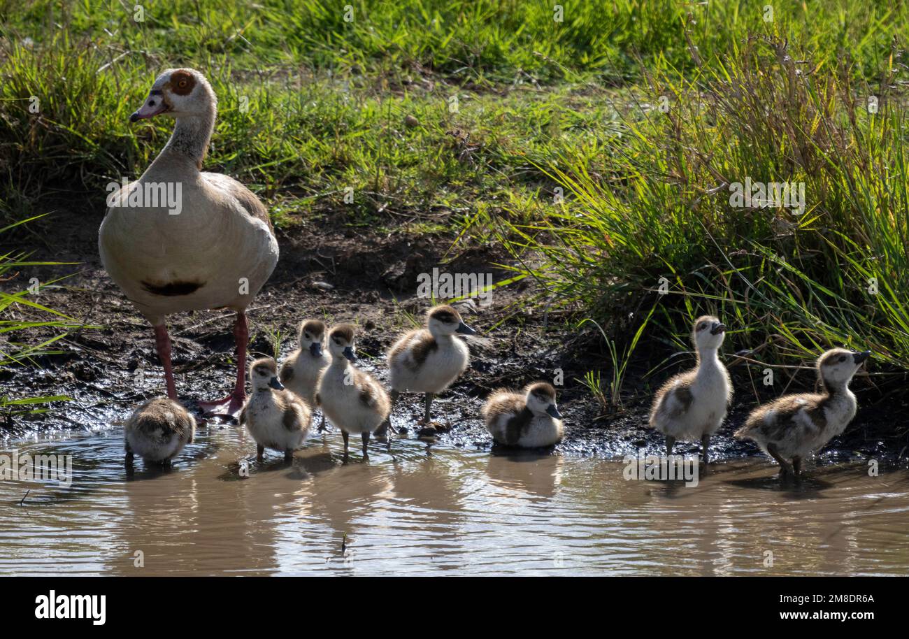 Egyptian goose goslings hi-res stock photography and images - Alamy