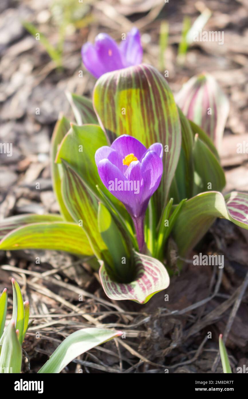 Lilac crocus flowers grow in the garden in spring day. The plant is ...