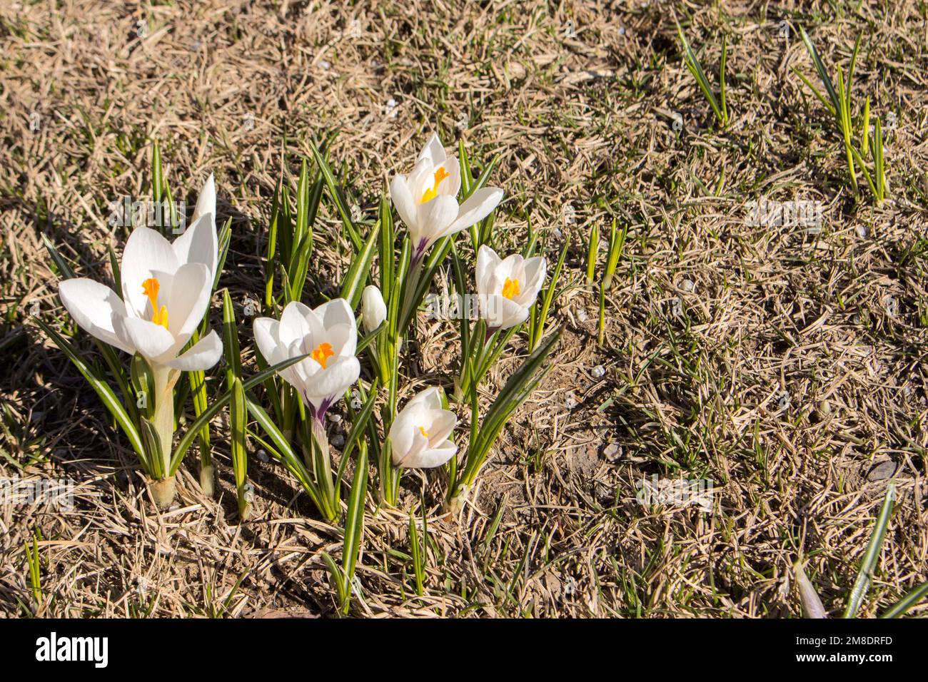 White crocus flowers grow in the garden in spring day. The plant is ...