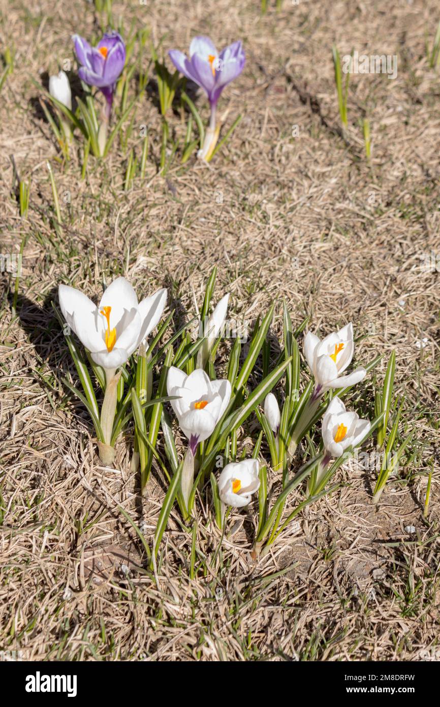 White crocus flowers grow in the garden in spring day. The plant is ...
